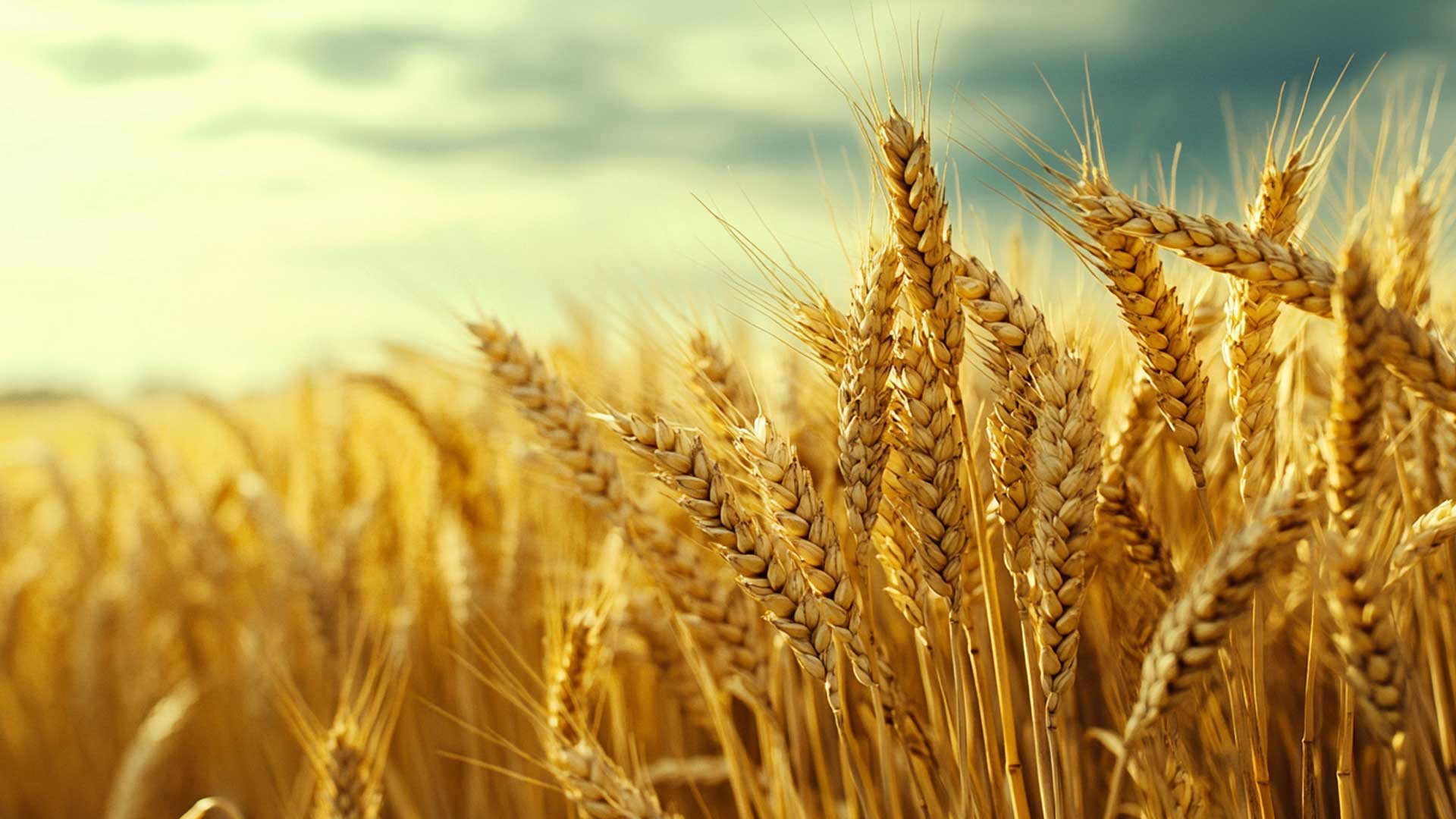 Folpet Approval Extended Until 2039: Key Changes and Impact on ...