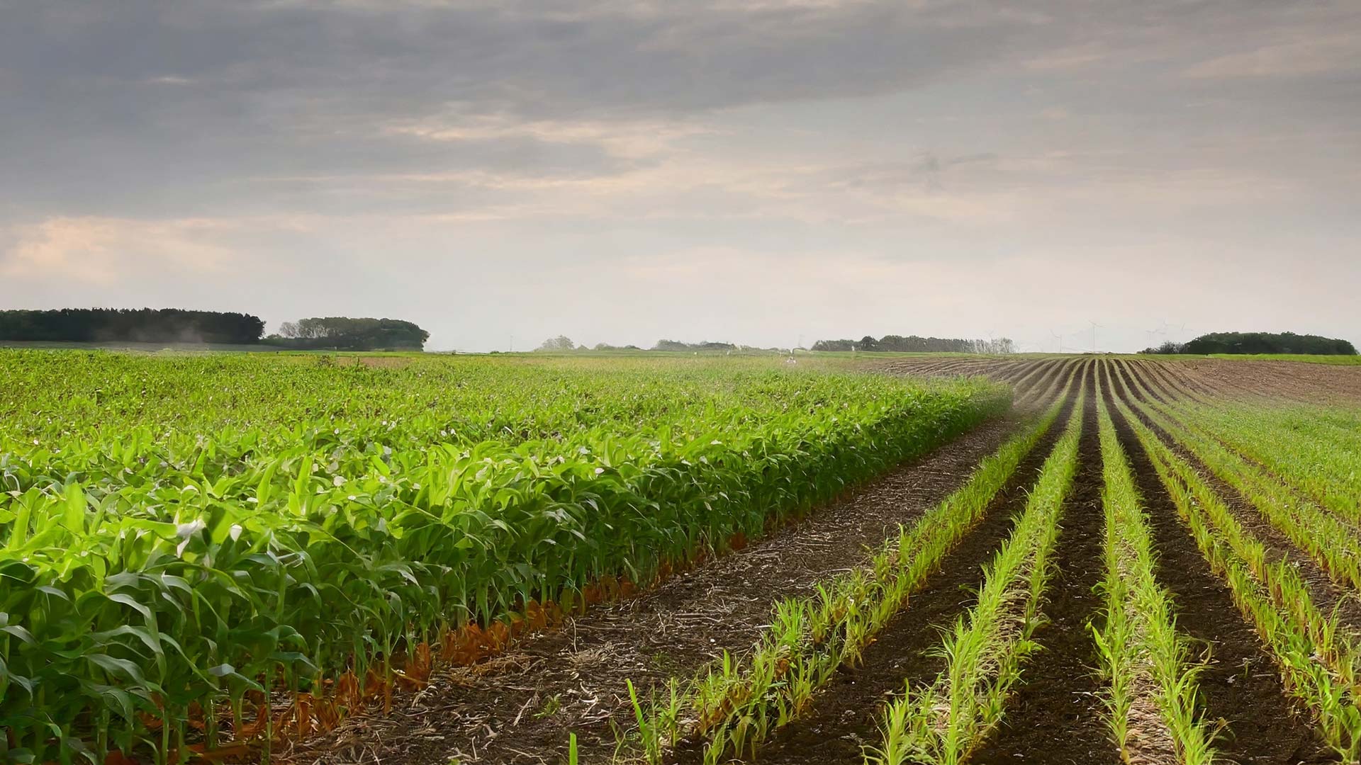 Great Britain Adopts New Codex MRLs for Pesticides | Foresight®