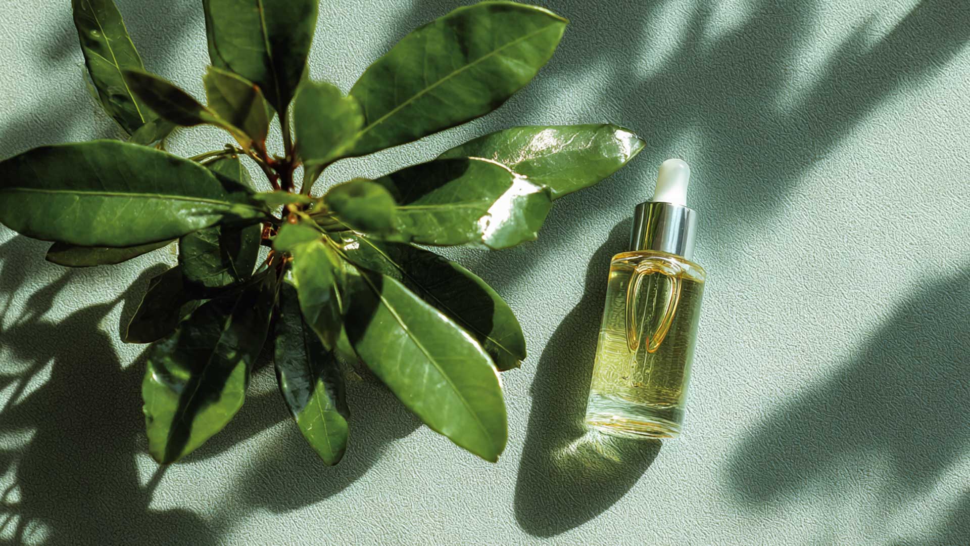SCCS Approves Safe Use Of Tea Tree Oil In Cosmetics Despite Reprotoxic ...